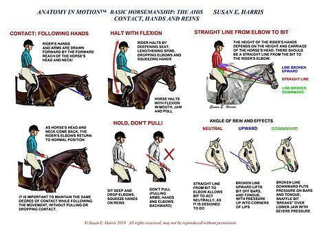 Anatomy In Motion Horse Riding Tips Centered Riding Horses