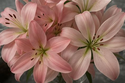 Pink Lilies Desktop Wallpaper In 2025 Pink Wallpaper Ipad Pink Wallpaper Laptop Pink