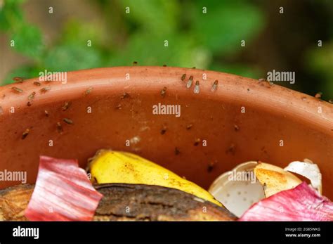 Compost Bin Has Fruit Flies At Yvonne Hosford Blog