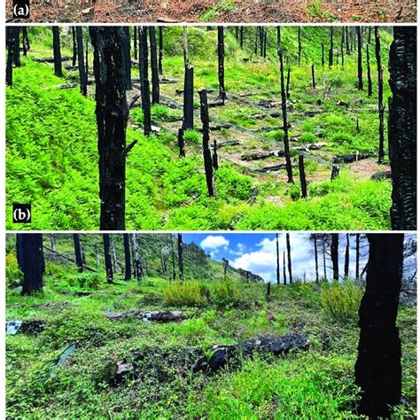 Scheme 3 View Of A The Br Sub Plot During Initial Setup B