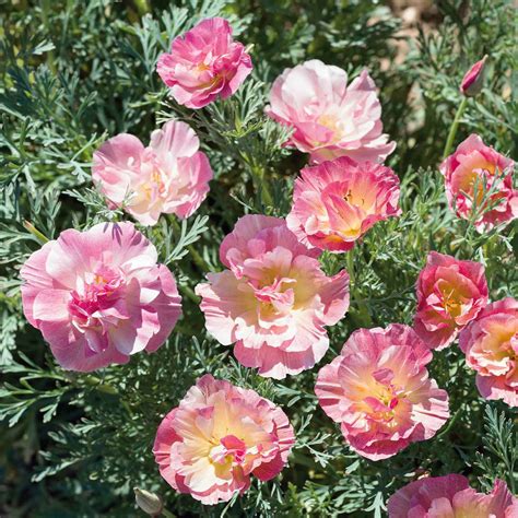 California Poppy Seeds Thai Silk Appleblossom Chiffon Packet Pink
