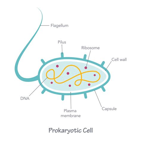 Prokaryote Cell Diagram Vector Illustration Graphic Vector Art At Vecteezy