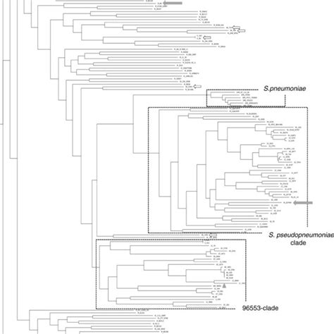 Phylogenetic Relationships Among Mitis Group Streptococci A