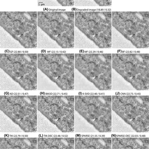 A Noisy Sem Image And B Its Corresponding Two Scale Wavelet Download Scientific Diagram