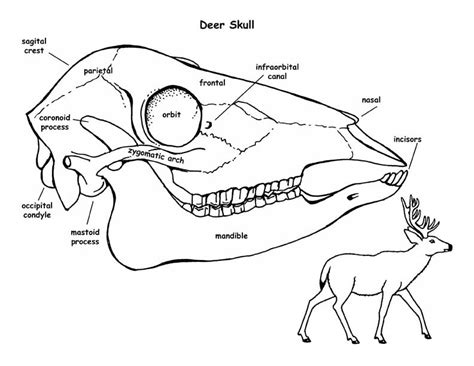 Deer Teeth European Deer Medieval Fur