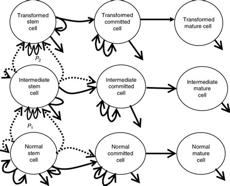 A Two Event Model Of Carcinogenesis Indicating The Various Possible Download Scientific Diagram