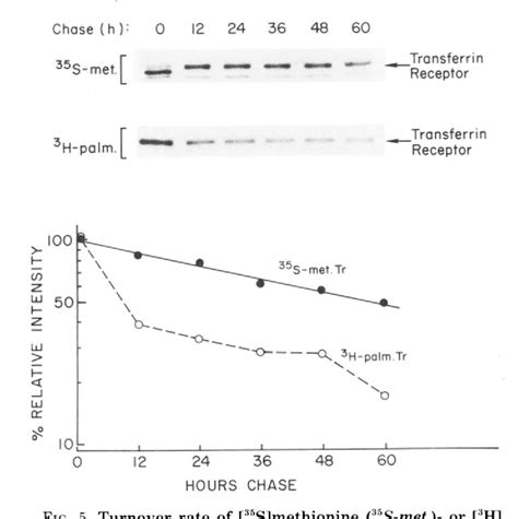 Figure 1 From Biosynthesis Of The Human Transferrin Receptor In