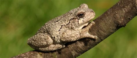 Tree Frog Vs Toad What Are The Differences Wiki Point