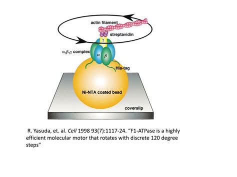 Ppt The Phosphorylation Potential Determination And Uses In Disease