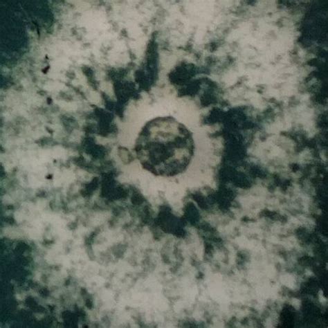 Trichoderma Biocontrol Agent Brevetti Innovations Cri Fondazione E Mach Fondazione