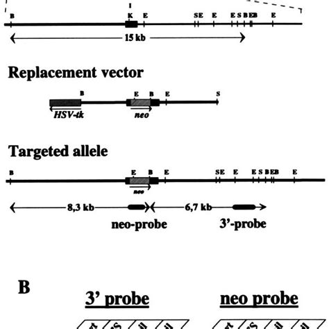 Disruption Of The Cgt Locus In Mouse Es Cells And Generation Of