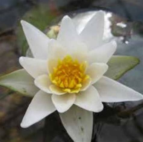 Nymphaea Pygmaea Alba Youngs Nurseries