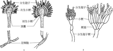 霉菌示意图 霉菌图片 文秘苑图库