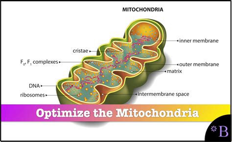 The Best Ways To Optimize Mitochondrial Function Brightwork Research