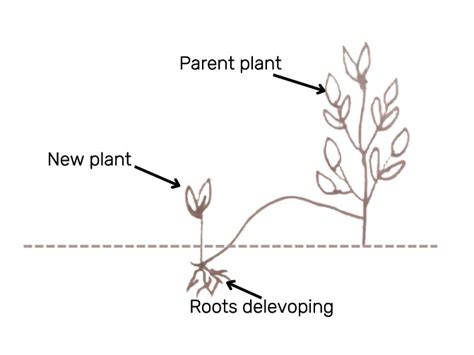Layering Propagation With 6 Incredible Types Images Garden Chains