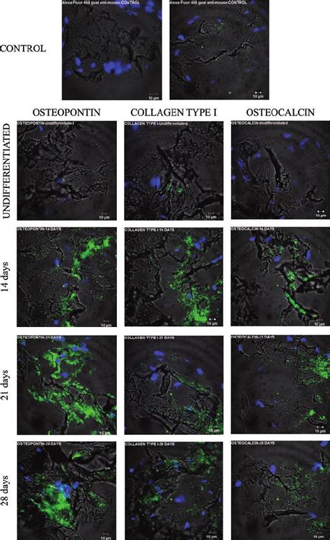 Protein Expression Of Hascs Seeded On Phb Hv Scaffolds During