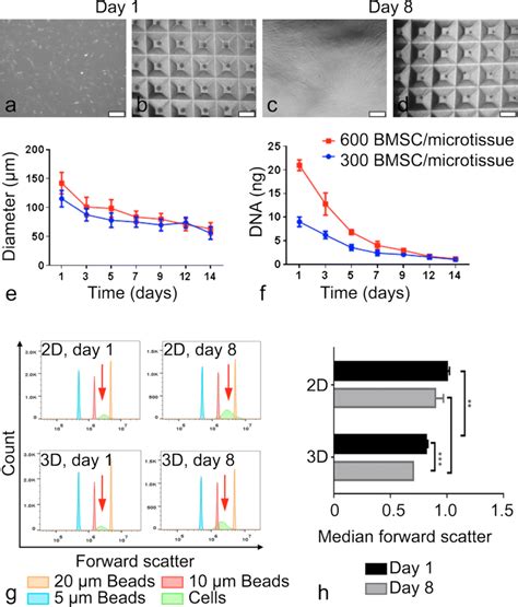Size Characterisation Of Bmsc In Microtissue Culture Bright Field Download Scientific Diagram