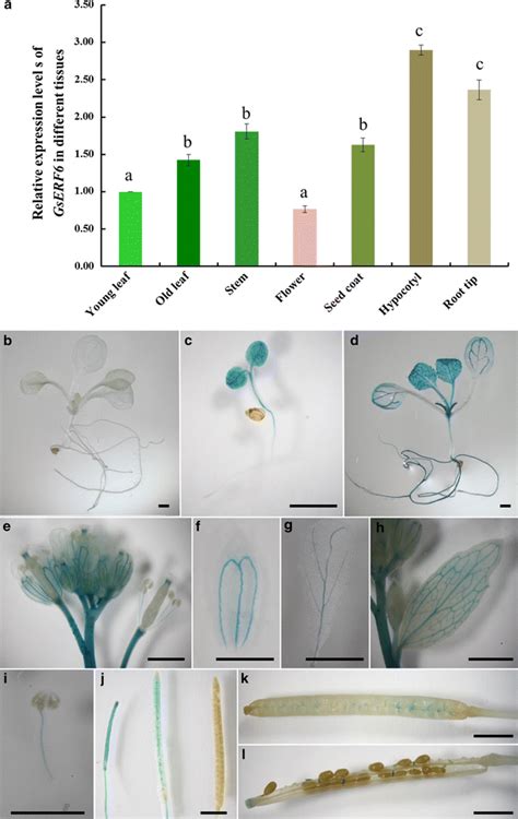 spatial expression pattern analysis of gserf6 a tissue specific