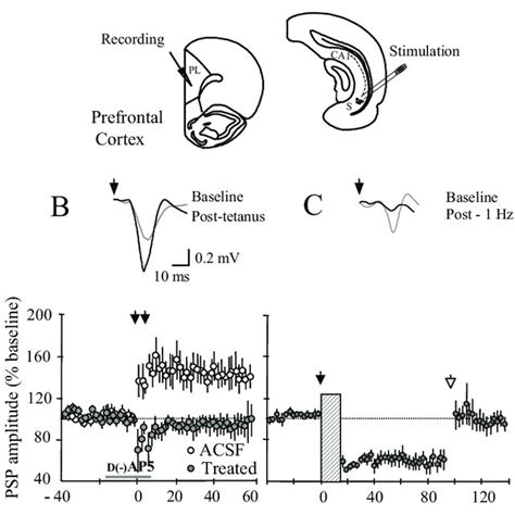 Full Article Plasticity At Hippocampal To Prefrontal Cortex Synapses