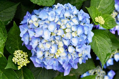 제주 가볼 만한 곳 오설록 티 뮤지엄카페 메뉴 녹차밭 수국 명소 네이버 블로그