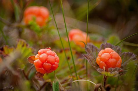 Cloudberries Introducing The Arctic Treasure Of Norway