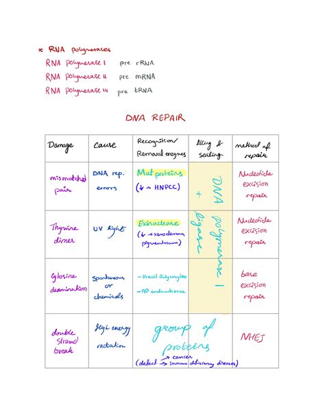SOLUTION Dna Replication And Repair Studypool