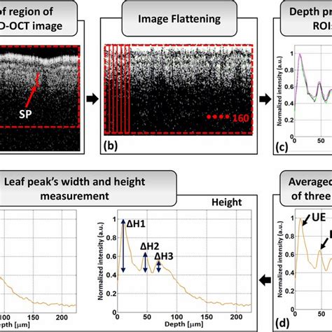 Width And Height Measurement Algorithm Of Apple Leaf Layer Intensity