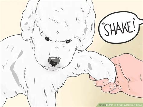 How To Train A Bichon Frise 11 Steps With Pictures Wikihow