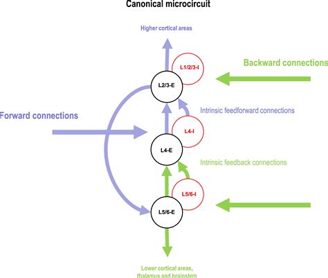 Canonical Microcircuits For Predictive Coding Neuron