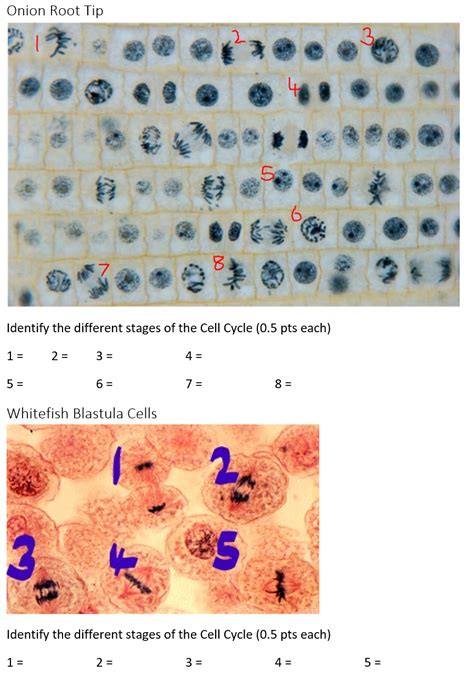Solved Onion Root Tip 5 8 Identify The Different Stages Of Chegg Com