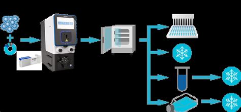 Keys To Successful Cell Based Assay Development With Scalable Electroporation Maxcyte