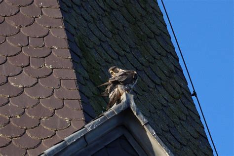 7 C1 A94 Cd 113 F 4 Efa Bbbf 777402 F394 B7 — Postimages