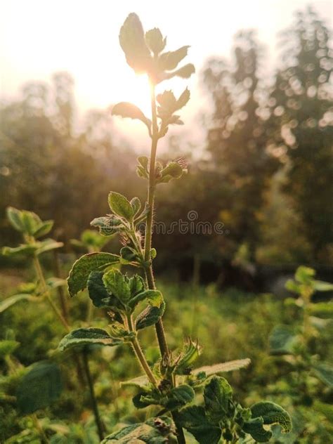 Natural Beauty Sun Lite Stock Image Image Of Orange 417240575