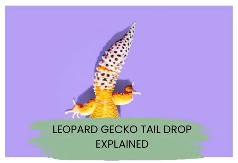 Leopard Gecko Tail Drop Explained • Cozy Lizard