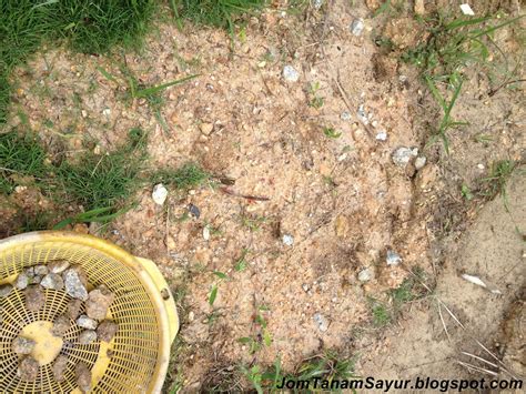 Jom Tanam Sayur Jts Jom Tanam Sayur Diy Nutripotjom Tanam Sayur