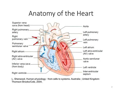 parallel left ventricle simulation using the fenics framework ppt