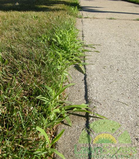 Crabgrass Florida At Karla Trent Blog
