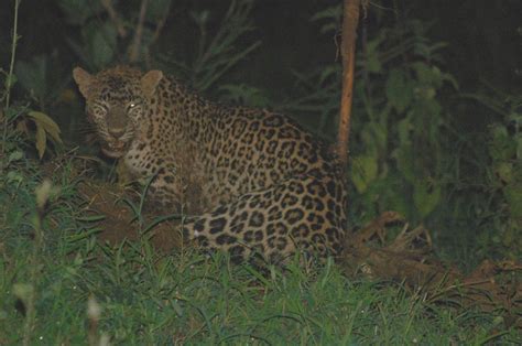 Increase In Leopard Population And Attacks Is Concerning But