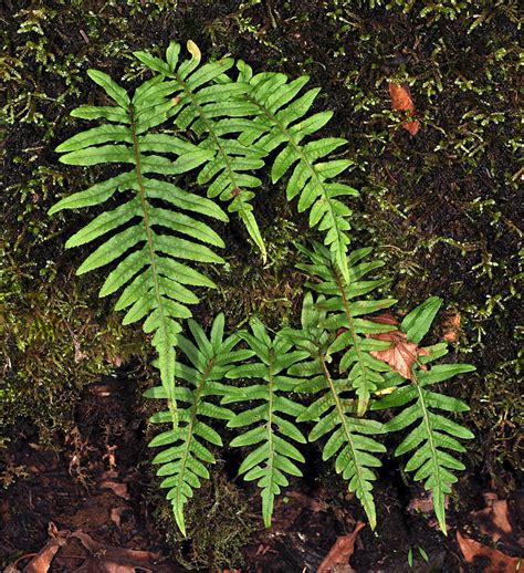 Oregonflora