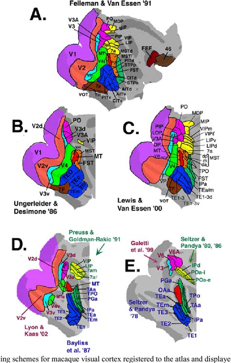 Figure 2 From Organization Of Visual Areas In Macaque And Human