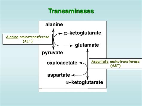 Ppt Biochemistry Of The Liver Powerpoint Presentation Free Download