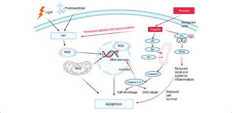 Propolis Increased The Cytotoxic Effect Of Pdt Through Three Possible