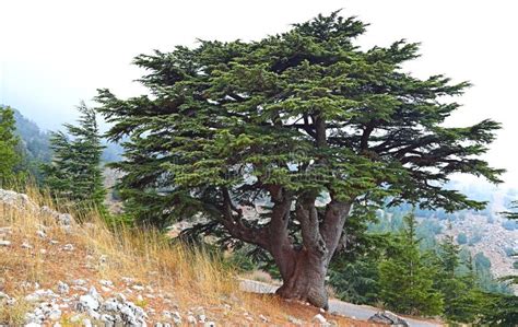 Lebanon Cedar Stock Image Image Of Forest Green Forests 58872745