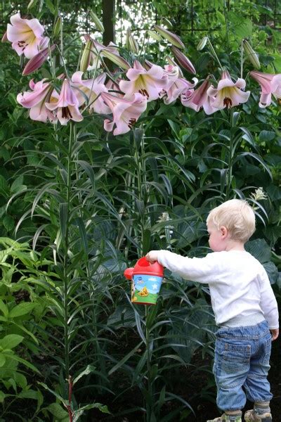 Eastern Moon - lily bulb