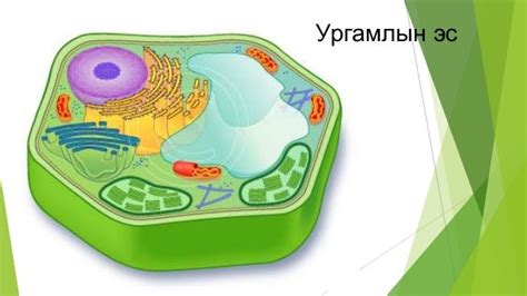 эсийн бүтэц