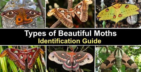 Different Types Of Moth