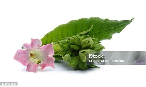 흰색 배경에 고립 된 담배 잎과 꽃 꽃과 싹이 있는 식물이 피는 재배 담배 작물에 대한 스톡 사진 및 기타 이미지 담배 작물 담배 용품 흰색 배경 Istock