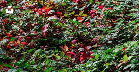 잎이 많은 빨간색과 녹색 식물의 밭 사진 Unsplash의 무료 벽지 이미지