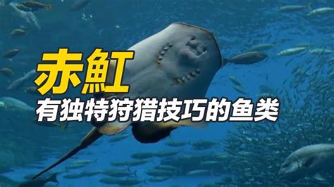 赤魟 百度百科