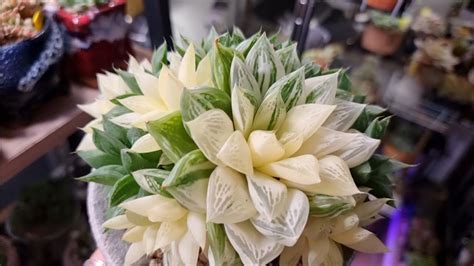 베란다 다육이 키우기 🍀햇빛이 부족해도 웃자람 없이 키울수 있는 다육이 추천해요🌸다육식물 하월시아속도 매력있죠 👌 Youtube